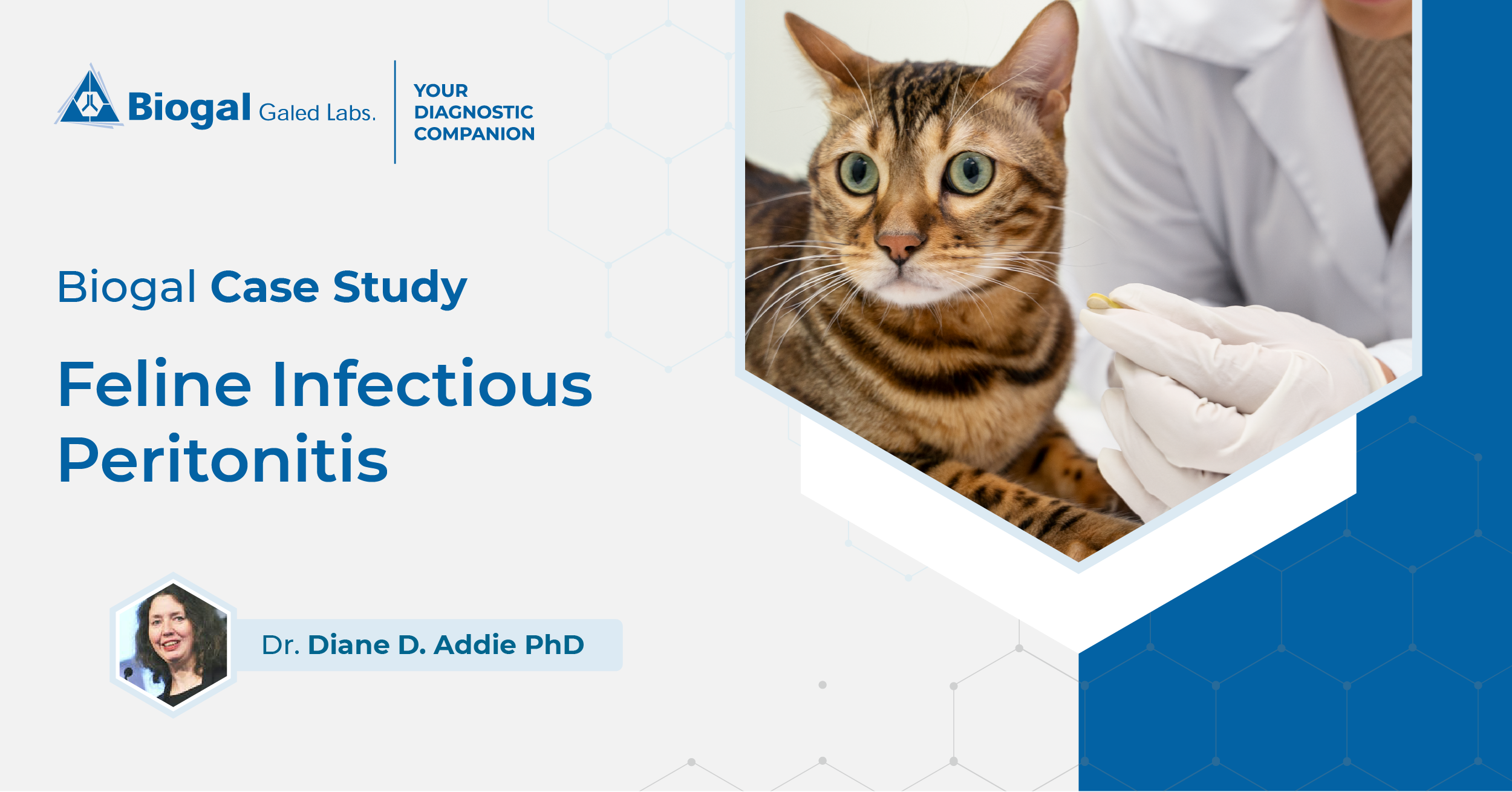 Feline Infectious Peritonitis Antiviral Case Study | Biogal Academy
